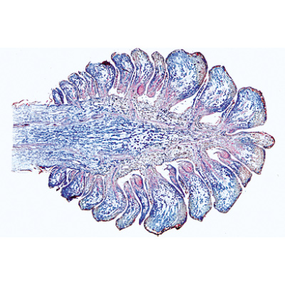 3B Angiospermae Gymnospermae Microscope Slides - LabWorld.co.uk
